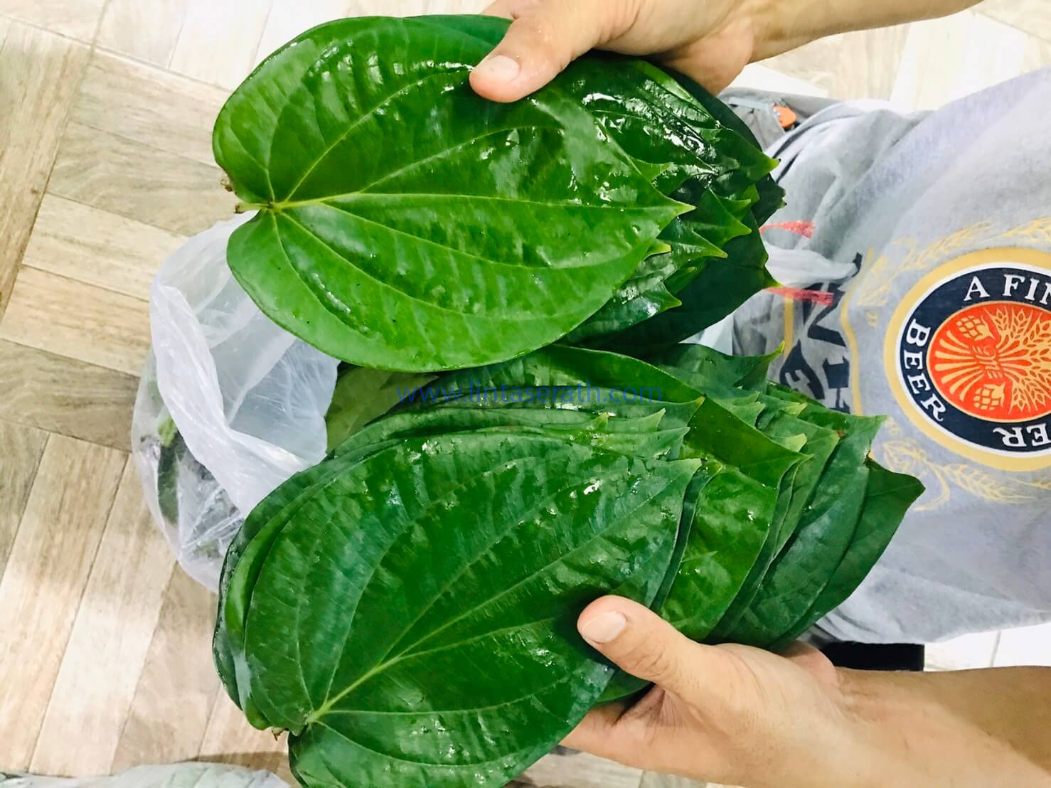 Betel Leaves Suppliers, Exporters, Distributors, Traders From Thailand ...